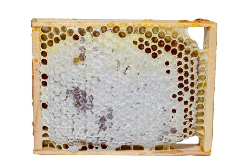 Frame Honeycomb Full of Honey Stock Image - Image of golden, design ...