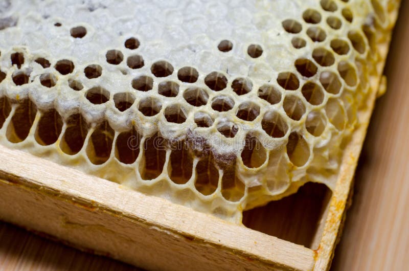 Frame Honeycomb Full of Honey Stock Image - Image of closeup, macro ...