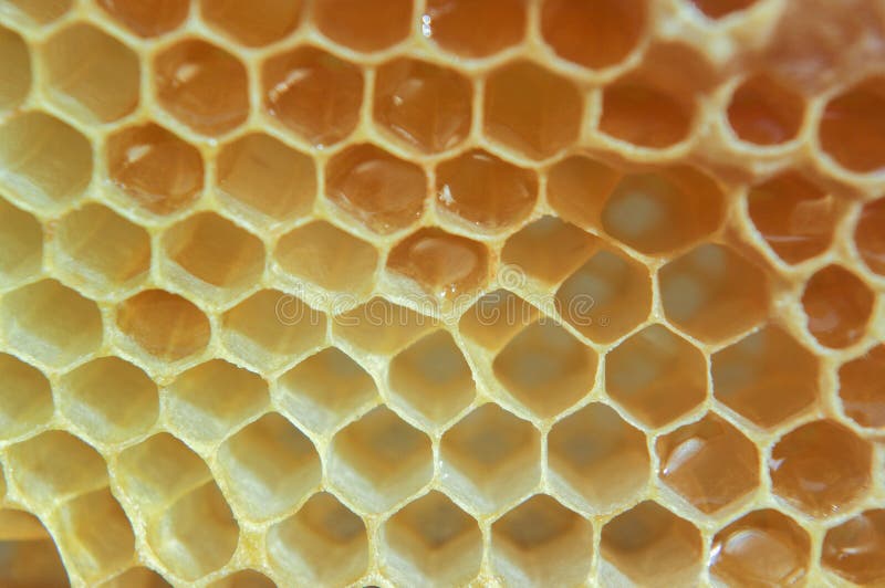 Frame of honeycomb. stock image. Image of honey, wild - 72747299