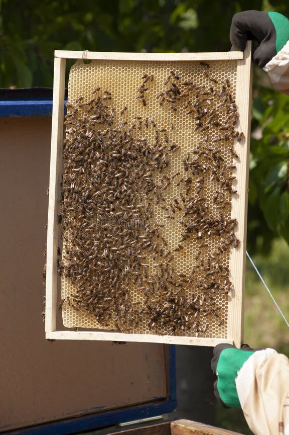A Frame with Honeycombs on Which Bees Work. Stock Image - Image of ...