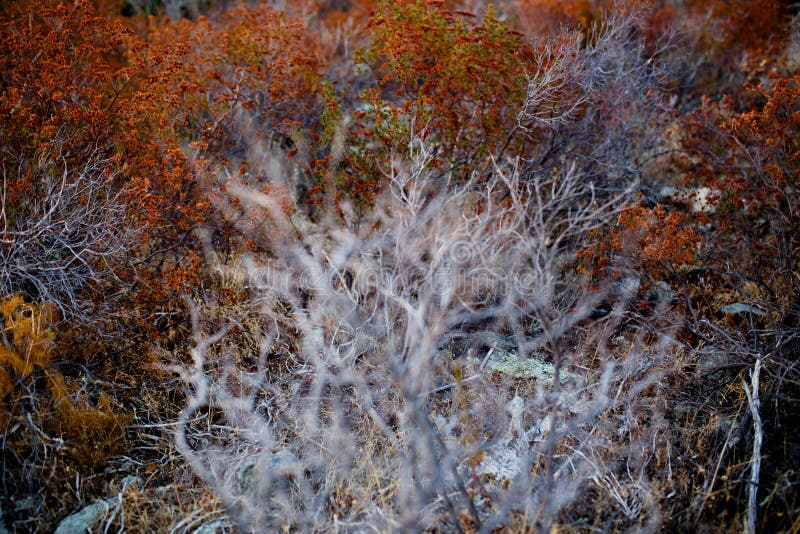 Frame Image of a Dry Branch Tree, Macro Texture of a Grey Dry Bush ...
