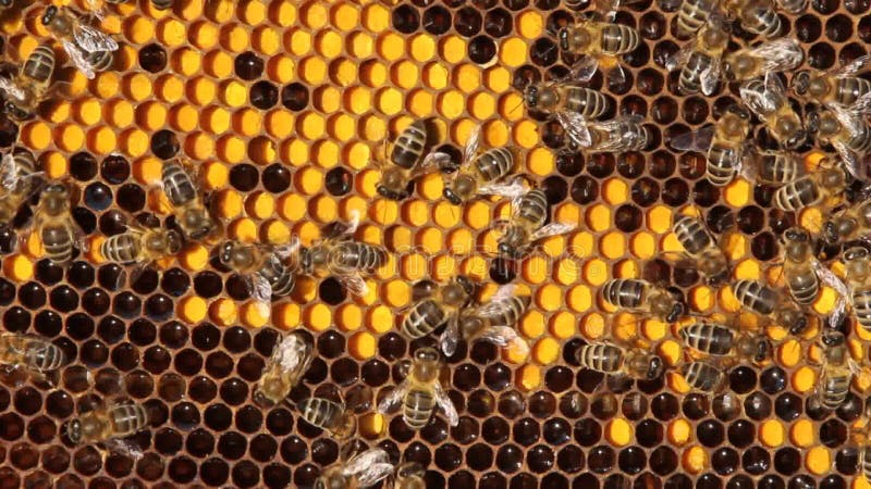 Signs of the Development of a Bee Colony Stock Video - Video of brown ...