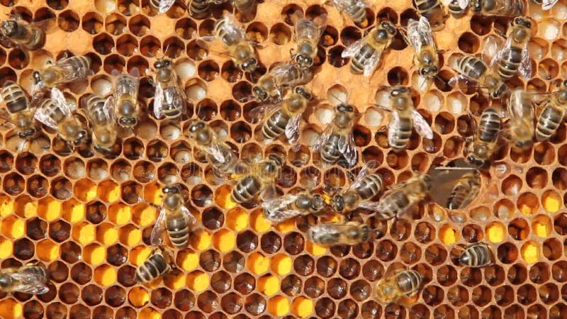 Signs of the Development of a Bee Colony Stock Video - Video of brown ...