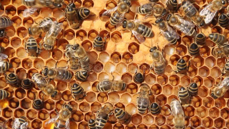 Signs of the Development of a Bee Colony Stock Video - Video of ...