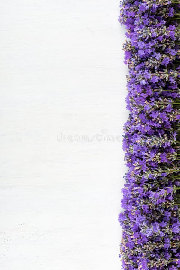 Frame with lavender stock photo. Image of background - 32488362