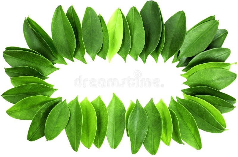Frame of leaves isolated stock photo. Image of green - 99743340