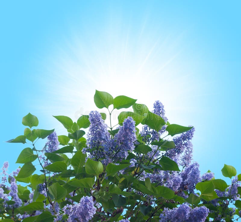 Frame lilac stock photo. Image of botanical, closeup - 72647500