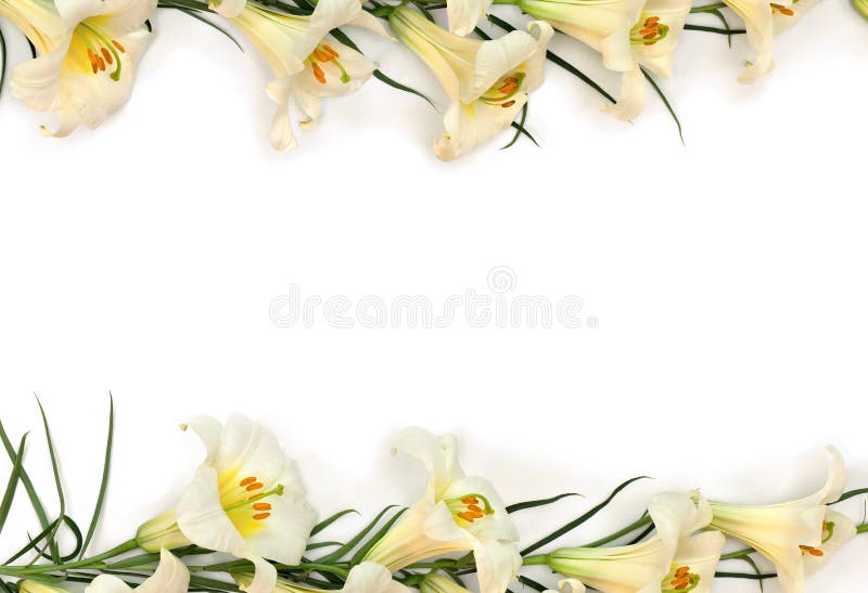 Frame of Lilies White Lilium on a White Background with Space for Text ...