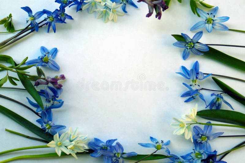 The Frame is Lined with Dark Blue Flowers of Primroses and Light Blue ...