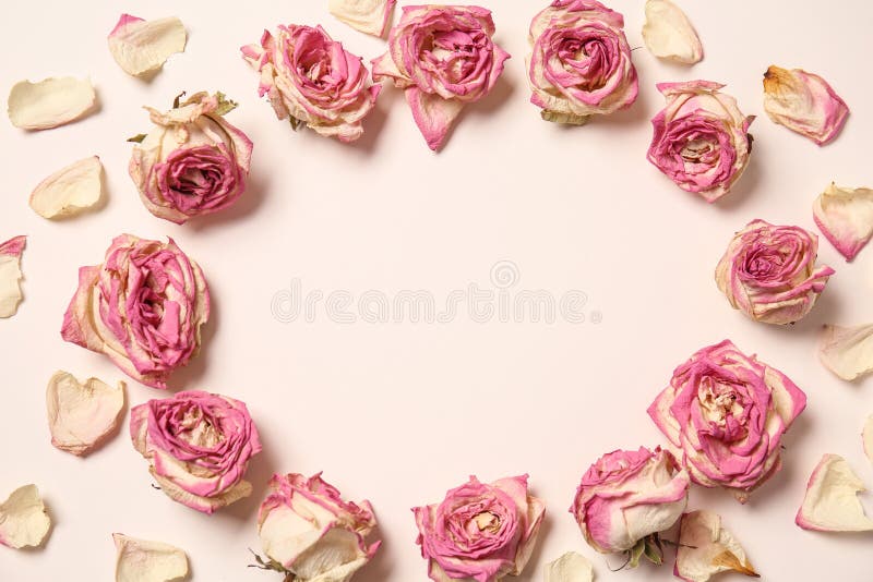 Frame Made of Beautiful Dry Roses on White Background Stock Photo ...