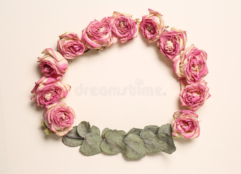 Frame Made of Beautiful Dry Roses on White Background Stock Image ...