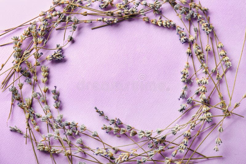Frame Made of Beautiful Lavender Flowers on Color Background Stock ...