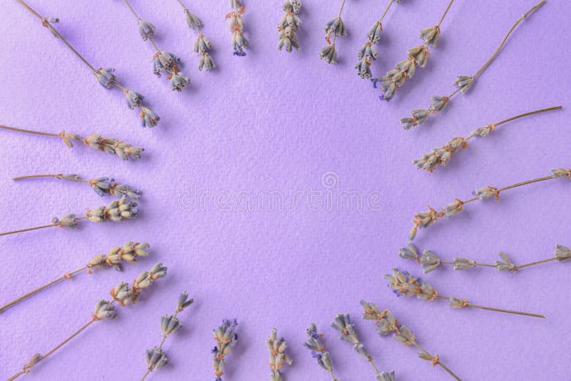 Frame Made of Beautiful Lavender Flowers on Color Background Stock ...