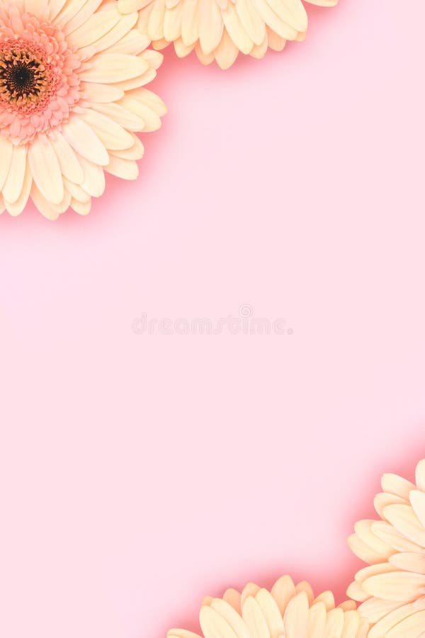 Frame Made of Beige Gerbera Flowers on a Pink Background. Stock Image ...