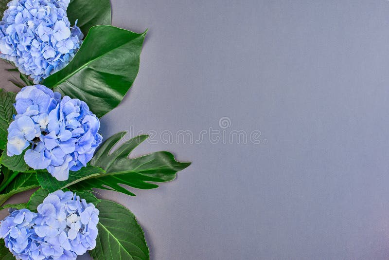 Frame Made of Blue Hydrangea and Green Leaves on Gray Background. Flat ...
