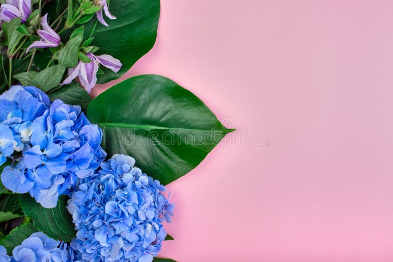 Frame Made of Blue Hydrangea and Green Leaves on Rose Background. Flat ...