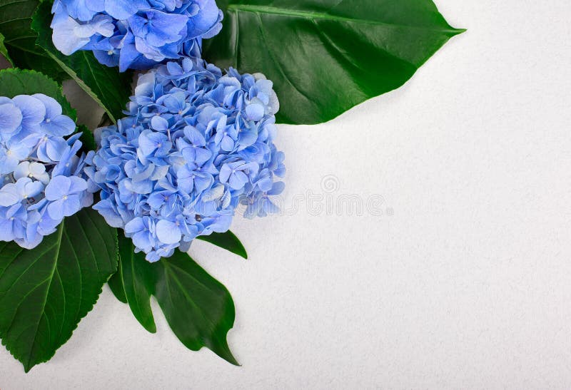 Frame Made of Blue Hydrangea and Green Leaves on White Background. Flat ...
