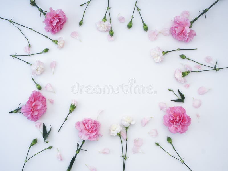 Frame Made of Carnation on a White Background Stock Image - Image of ...