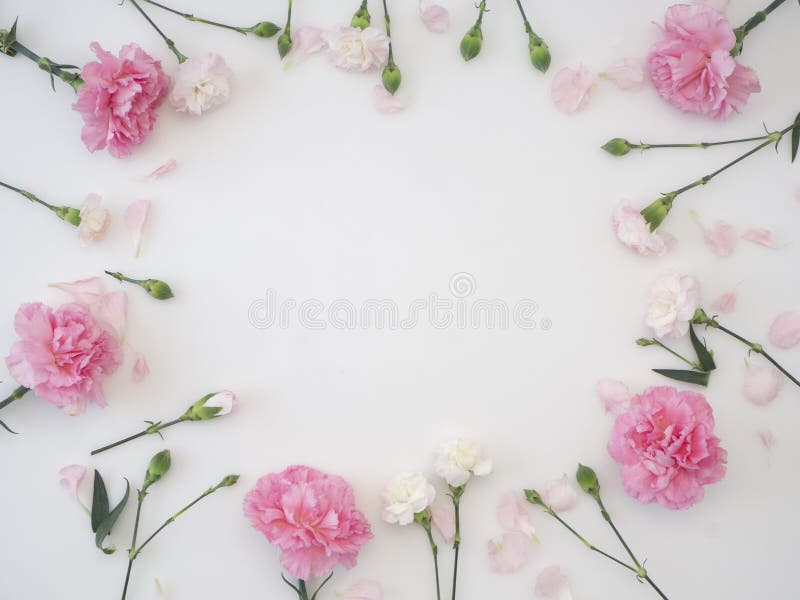 Frame Made of Carnation on a White Background Stock Photo - Image of ...