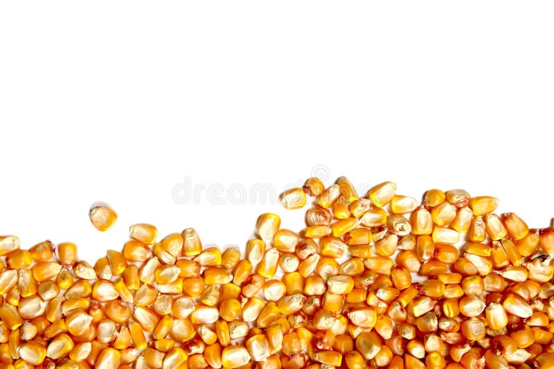 Corn seeds frame stock image. Image of concept, food, nutrition - 5296447
