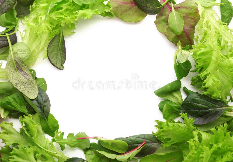 Frame Made of Different Fresh Salad Leaves on White Background Stock ...