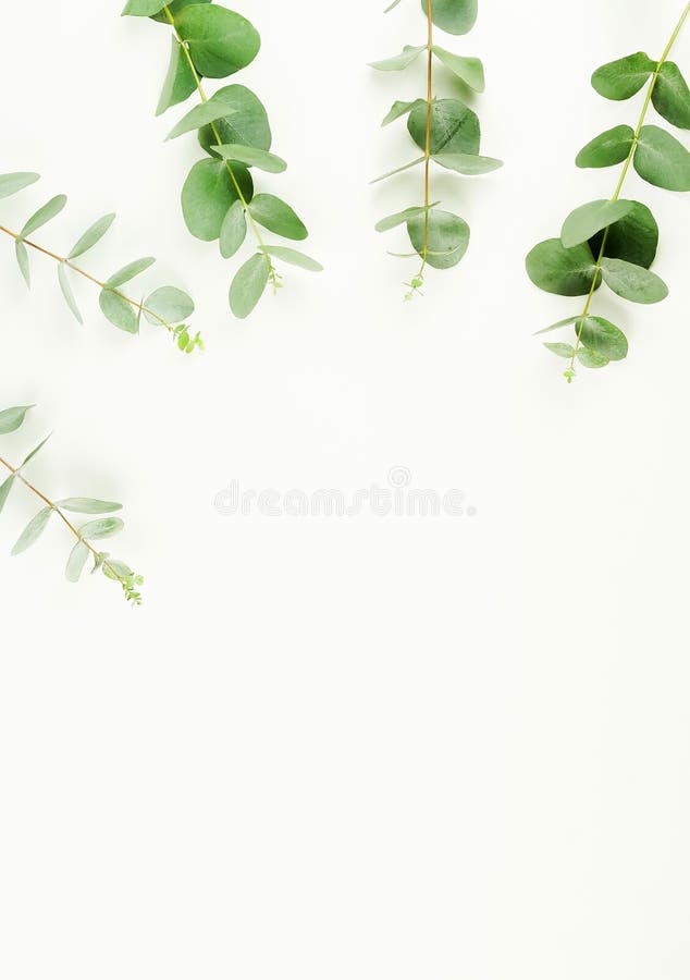 Frame Made of Eucalyptus Branches on White Background. Stock Photo ...