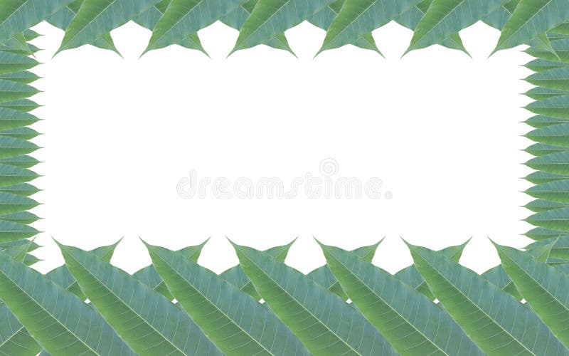 Frame Made of Green Leaves of Mango Tree Isolated on White Background ...