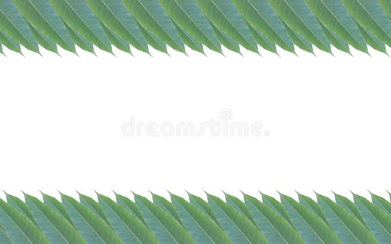 Frame Made of Green Leaves of Mango Tree Isolated on White Background ...
