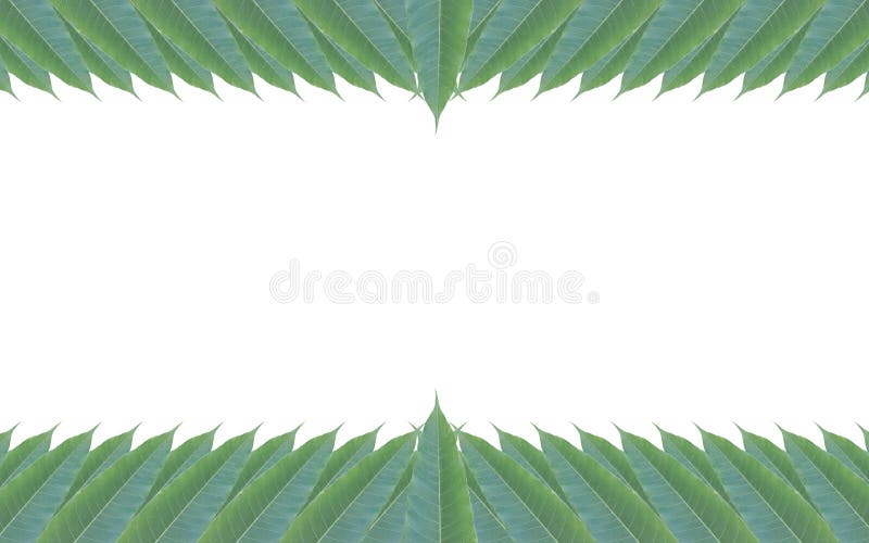 278 Plant Mango Border Stock Photos - Free & Royalty-Free Stock Photos ...