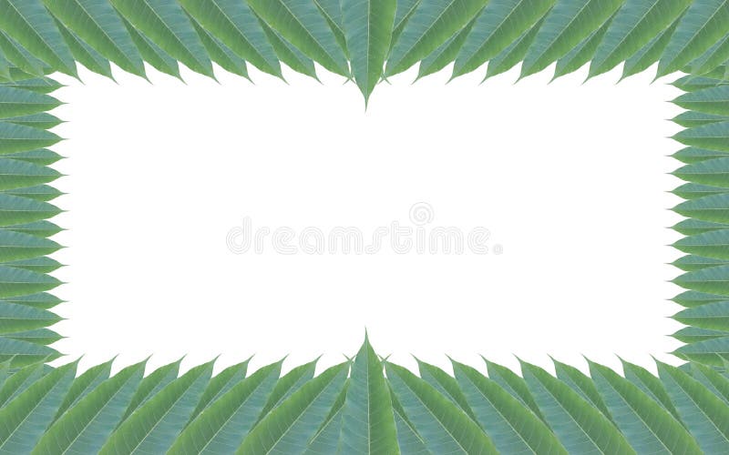 Frame Made of Green Leaves of Mango Tree Isolated on White Background ...