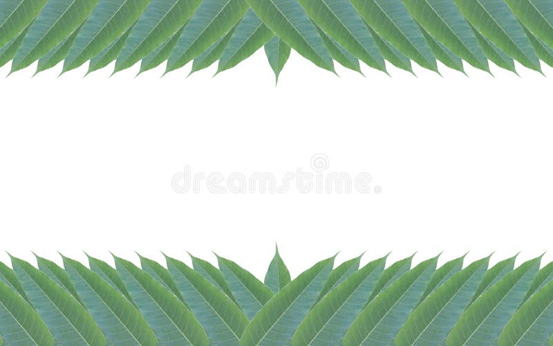 Frame Made of Green Leaves of Mango Tree Isolated on White Background ...
