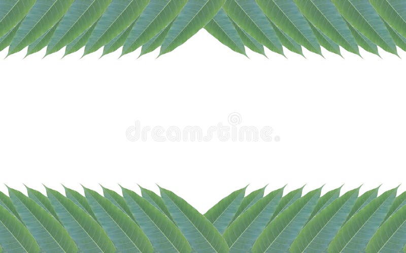 Frame Made of Green Leaves of Mango Tree Isolated on White Background ...