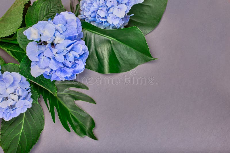 Frame Made of Hydrangea and Green Leaves on Blue Background. Flat Lay ...