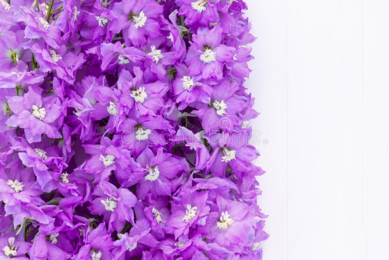 Frame Made of Lilac Delphinium Flowers on a White Plank Background. Top ...