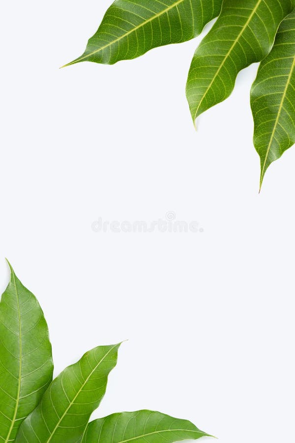Frame Made Of Mango Leaves On White Background Stock Image - Image of ... Frame Made Of Mango Leaves On White Background Stock Image - Image of ...