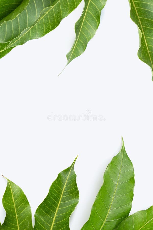 Dry leaves frame stock photo. Image of jungle, fall - 101085378