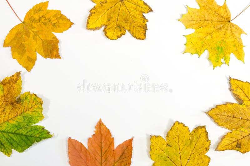 Frame made by maple leaves stock image. Image of white - 45760613