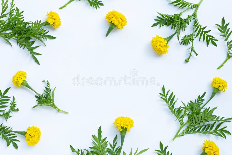 Frame Made of Marigold Flower on White Stock Photo - Image of flower ...