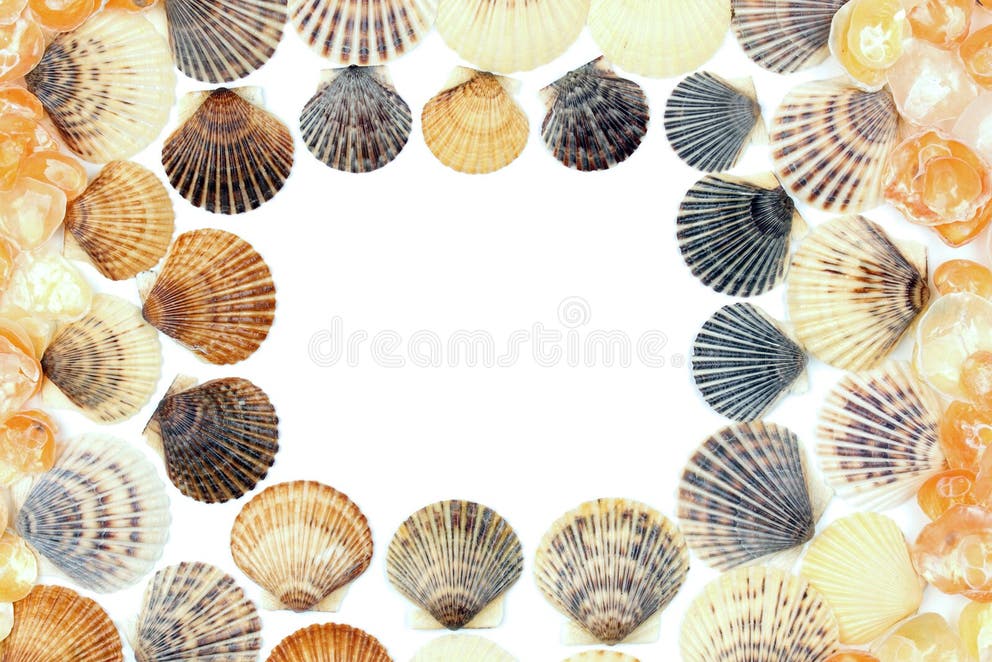 Frame stock image. Image of nature, shell, seashell, ocean - 32415075