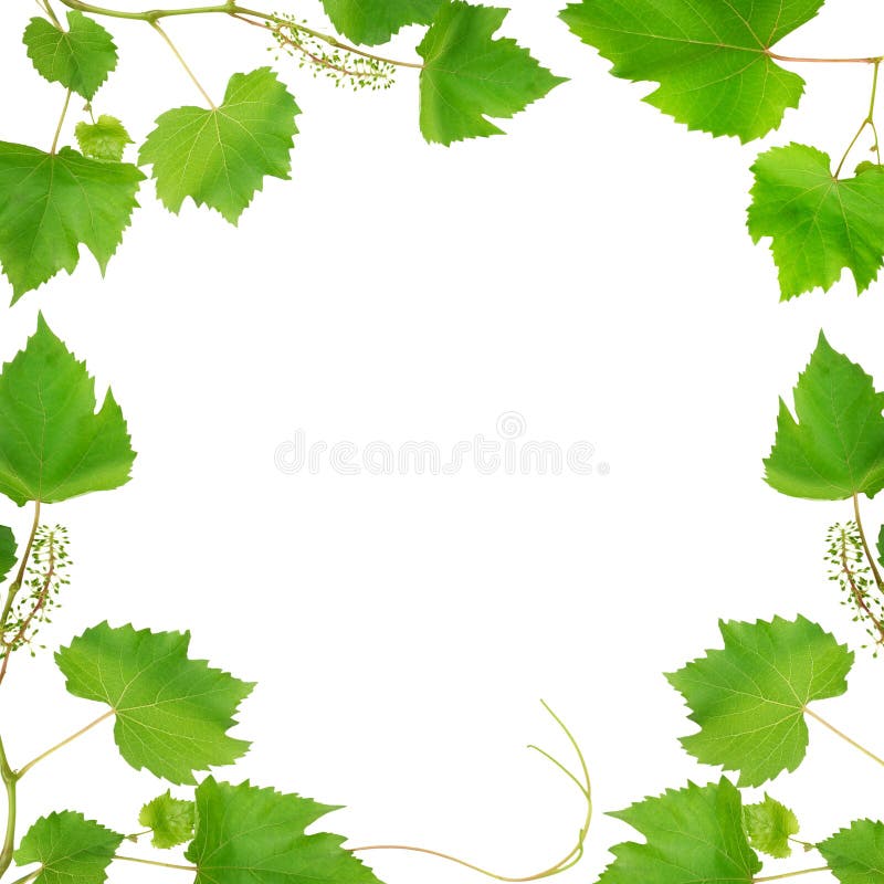 Green Vine Leaf Frame Borders 2 Stock Illustration - Illustration of ...