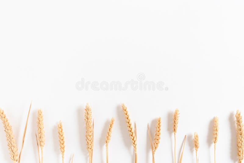 Frame made of wheat stock photo. Image of composition - 165523246