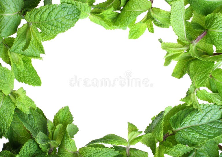2,539 Frame Peppermint Stock Photos - Free & Royalty-Free Stock Photos ...