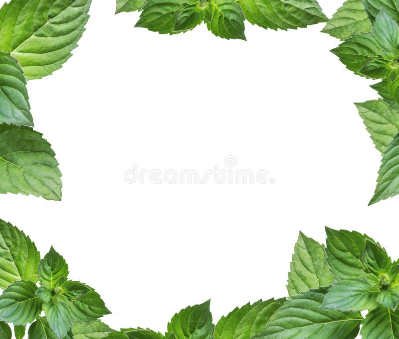 Frame of mint stock photo. Image of herbal, ingredient - 14517650