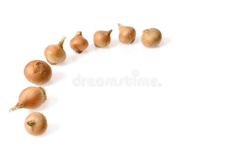 Planting onions stock photo. Image of season, fingers - 19309606