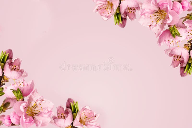 Frame with peach flowers stock illustration. Illustration of lower ...