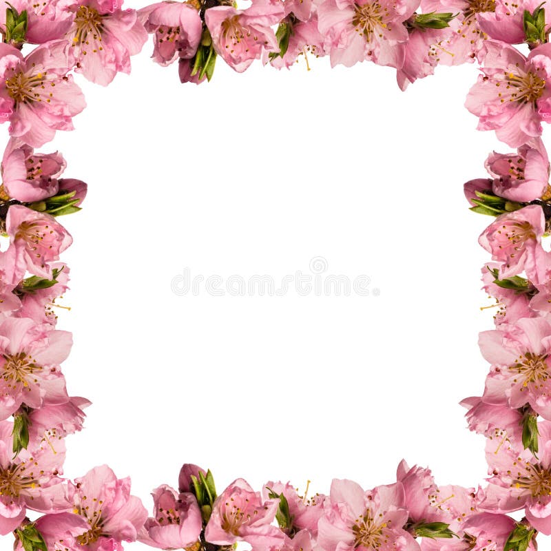 Frame with peach flowers stock photo. Image of happy - 40811692