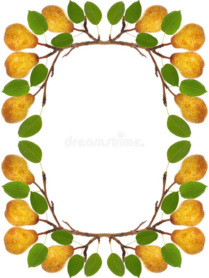 Frame of Pears on Pear Tree Branch Stock Photo - Image of freshness ...