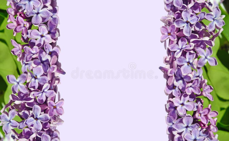 Frame for Pictures with Lilac Flowers Stock Image - Image of bloom ...