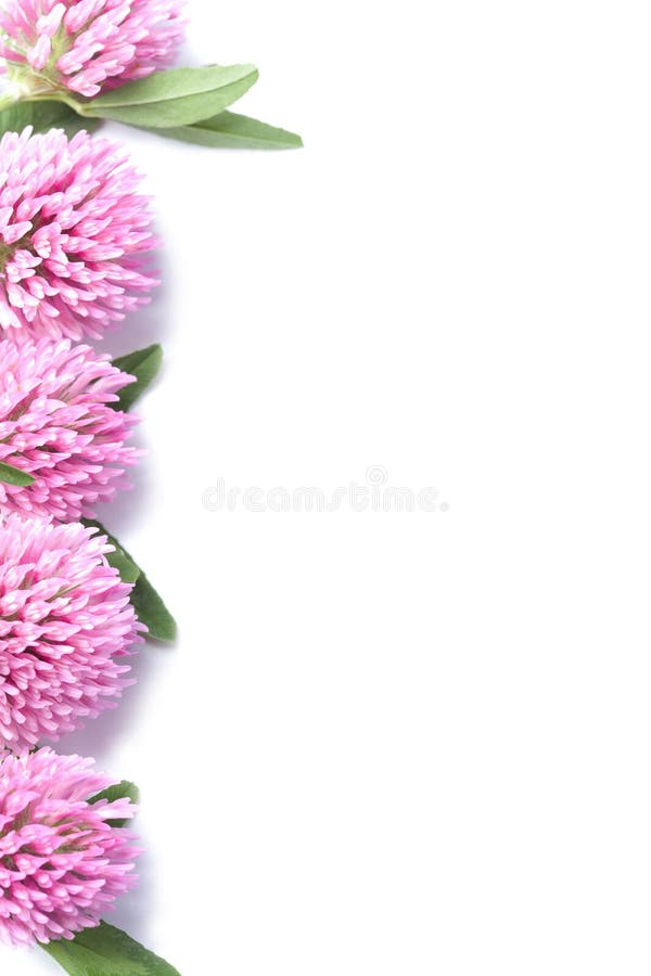 Pink Clover Flower and Four Element Leaf Stock Photo - Image of symbol ...