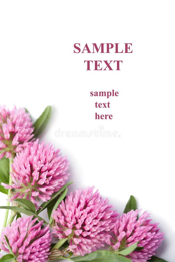 Frame of Pink Clover Flowers Isolated Stock Photo - Image of leaf ...